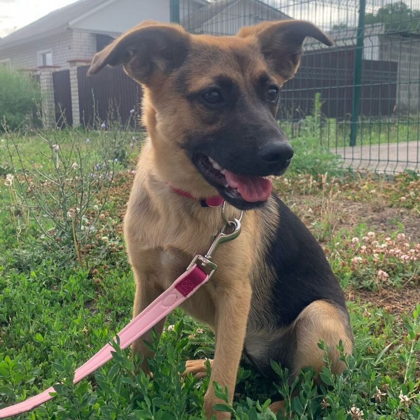 Щенулька Руби в добрые руки