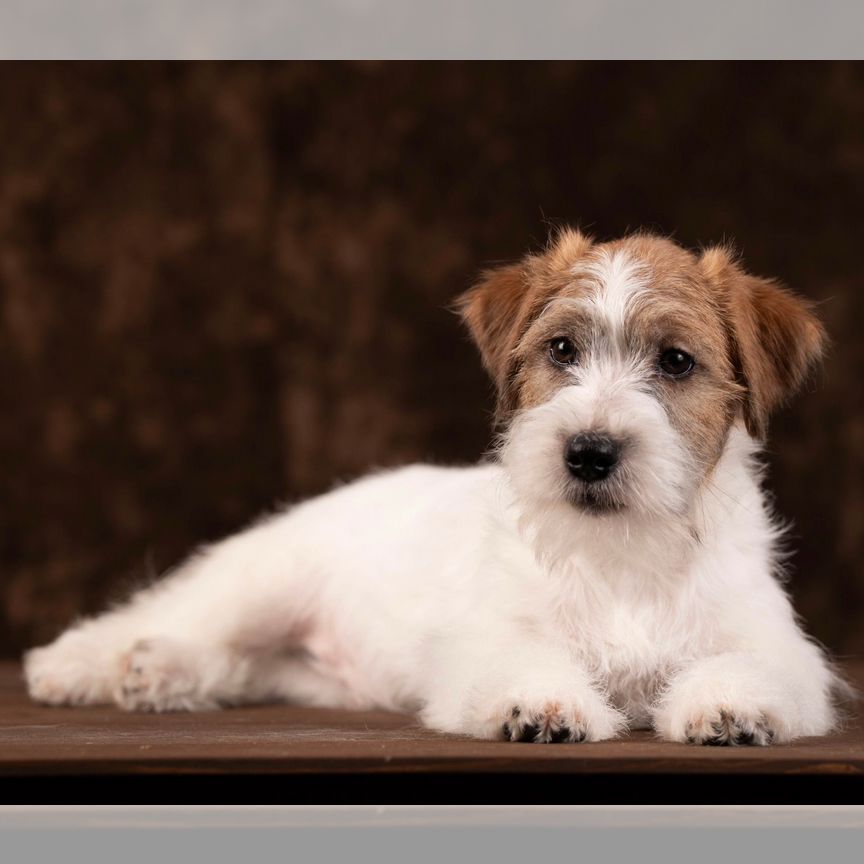 Джек-рассел-терьер, щенок