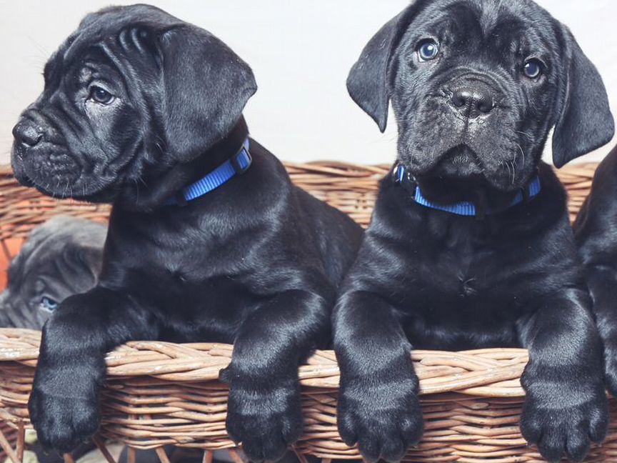 Щенки Кане Корсо