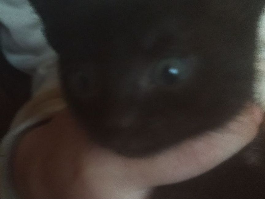 Кошки в добрые руки бесплатно