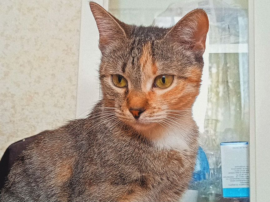 Отдам кошечку в добрые руки