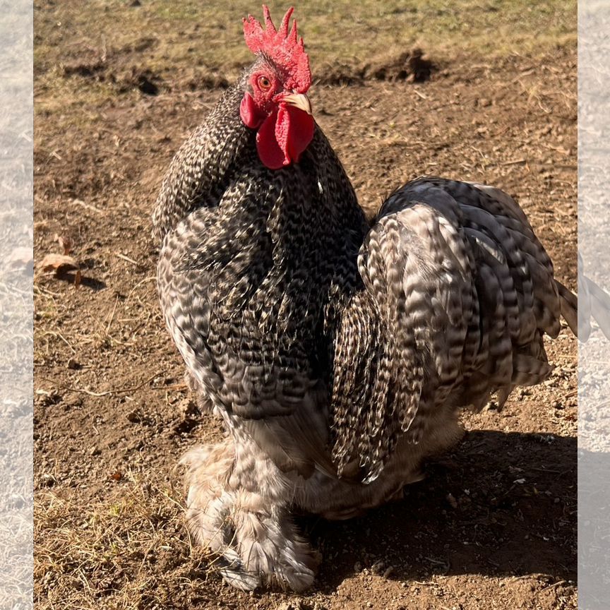 Петух карликовый кохинхин   курица