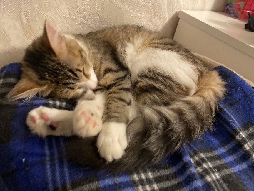 Кошечка Милка в добрые руки