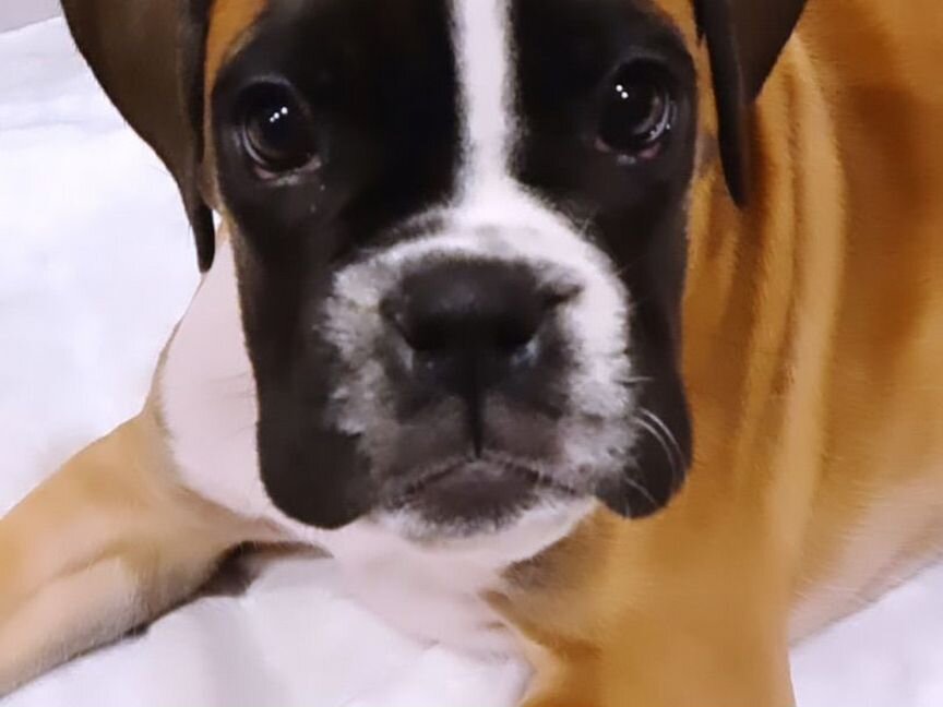 Щенки немецкого боксёра