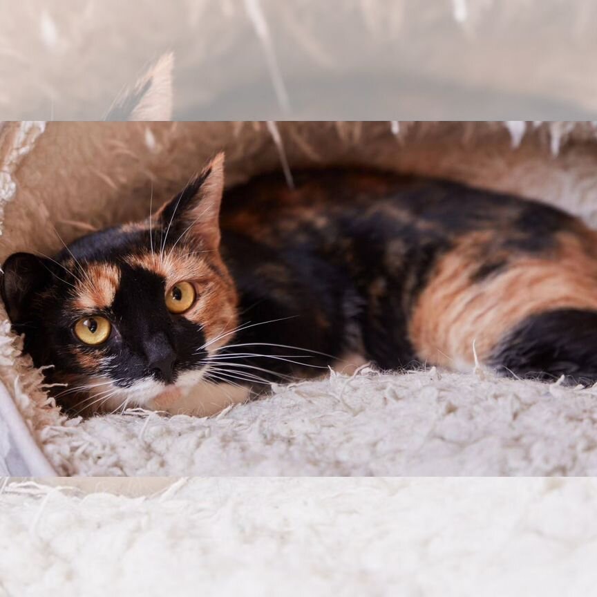 Кошечка трехцветная в добрые руки