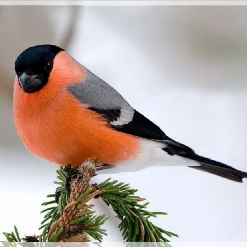 Шиголь и снегири