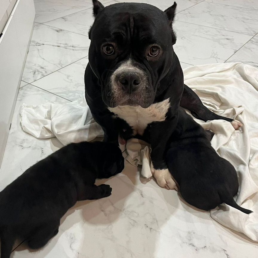 Щенки американского булли