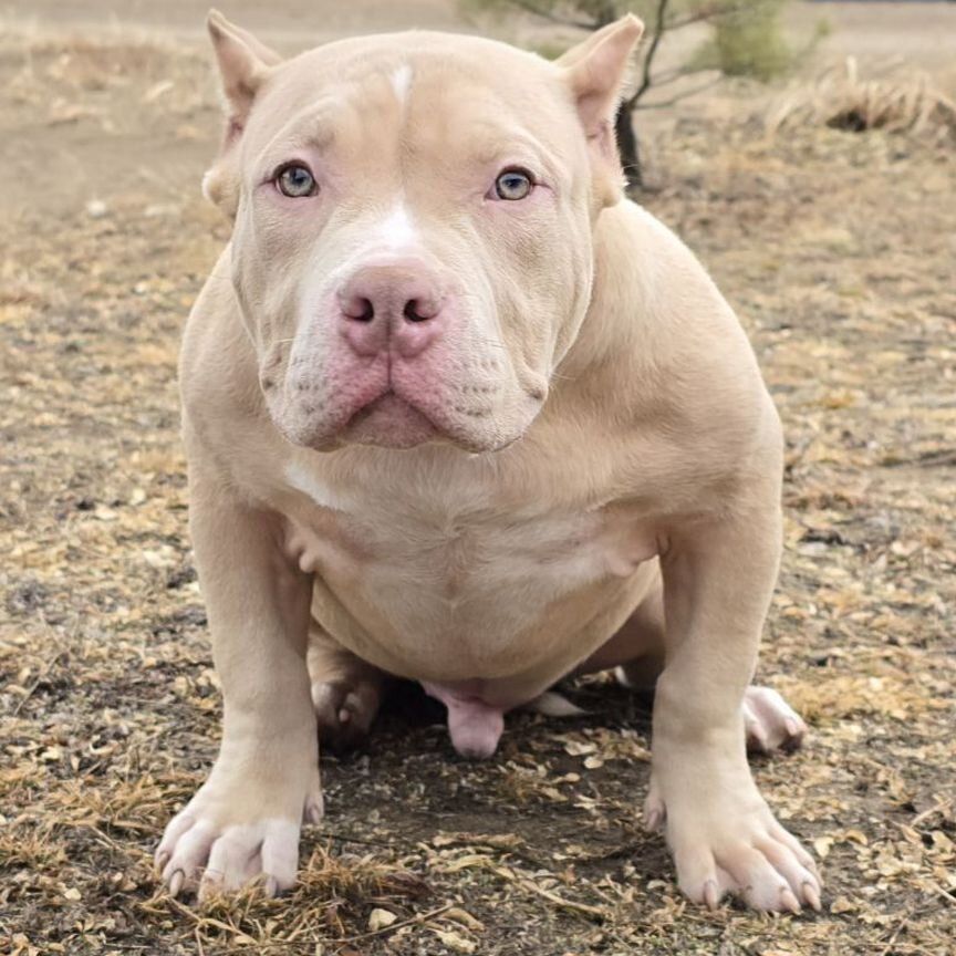 Американский булли, щенок