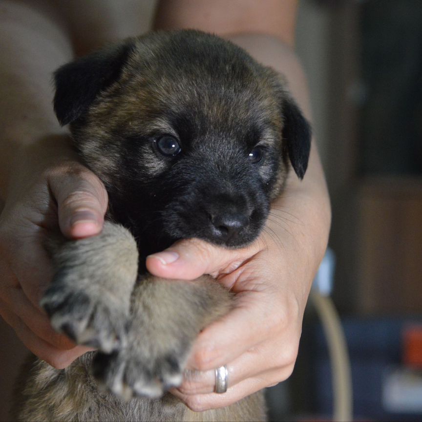 Щенок кобель