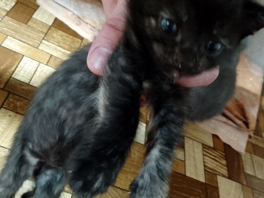 Четыре котёнка