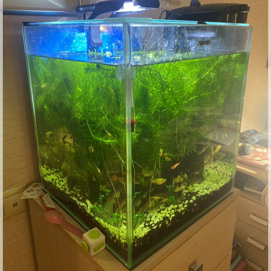 Аквариум с рыбками
