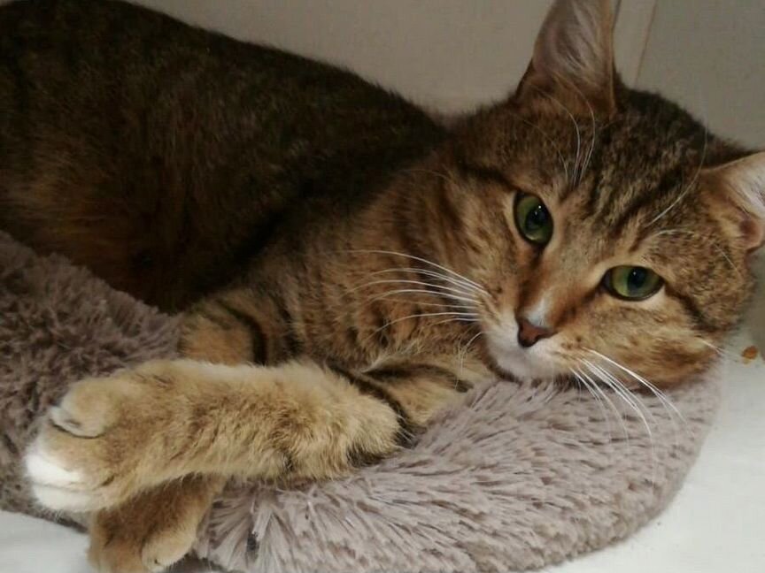 Котик с лейкозом и вик в добрые руки