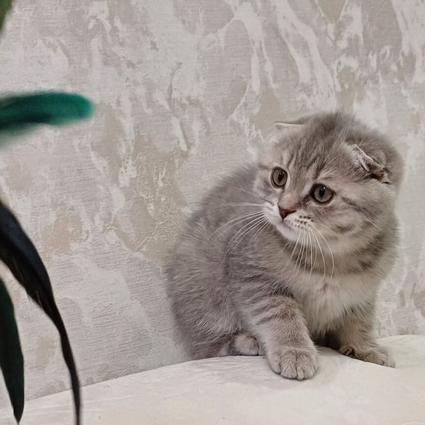 Шотландский вислоухий котёнок (девочка)