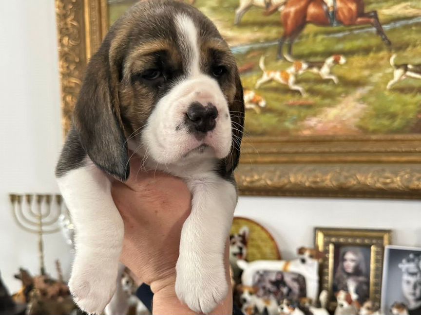 Щенки Бигля девочки