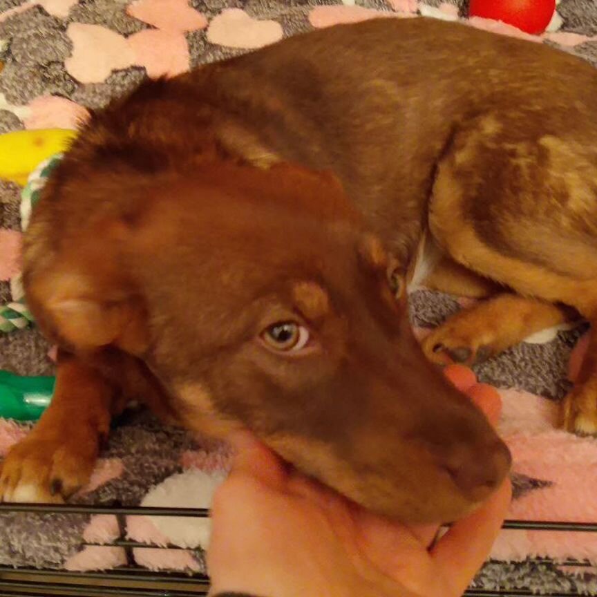 Щенок в добрые руки