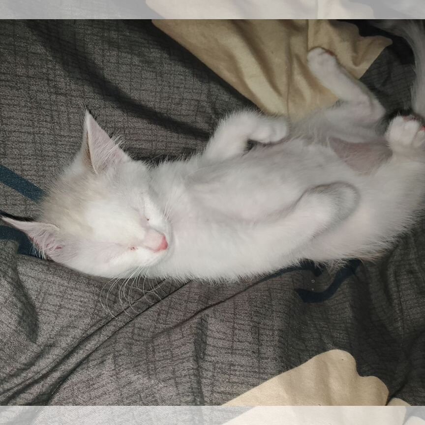 Котёнок в добрые руки