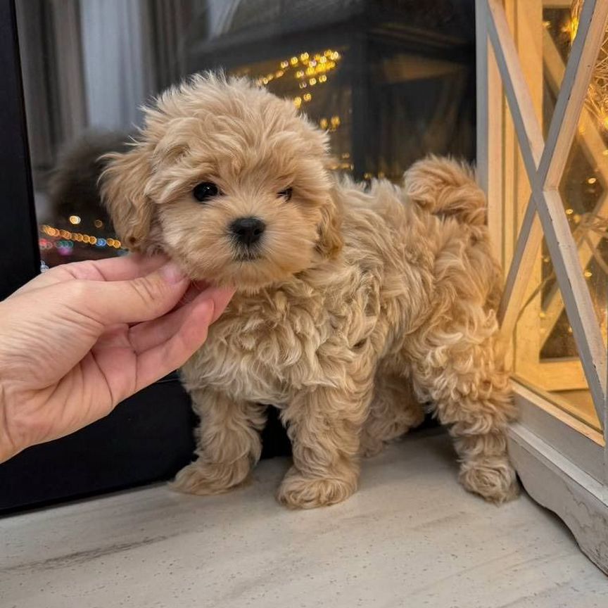 Мальтипу, щенок