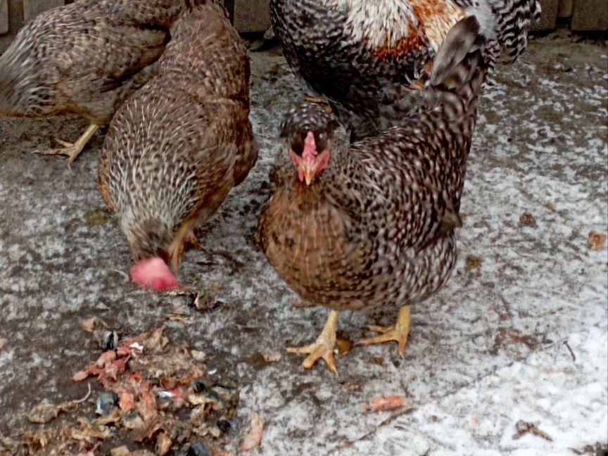 Инкубационное яйцо породной птицы