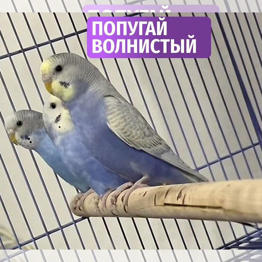 Попугай Волнистый