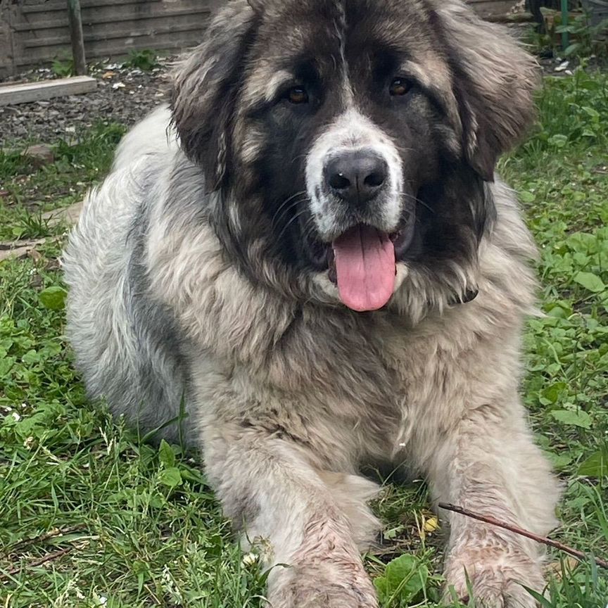 Сука московская сторожевая вязка