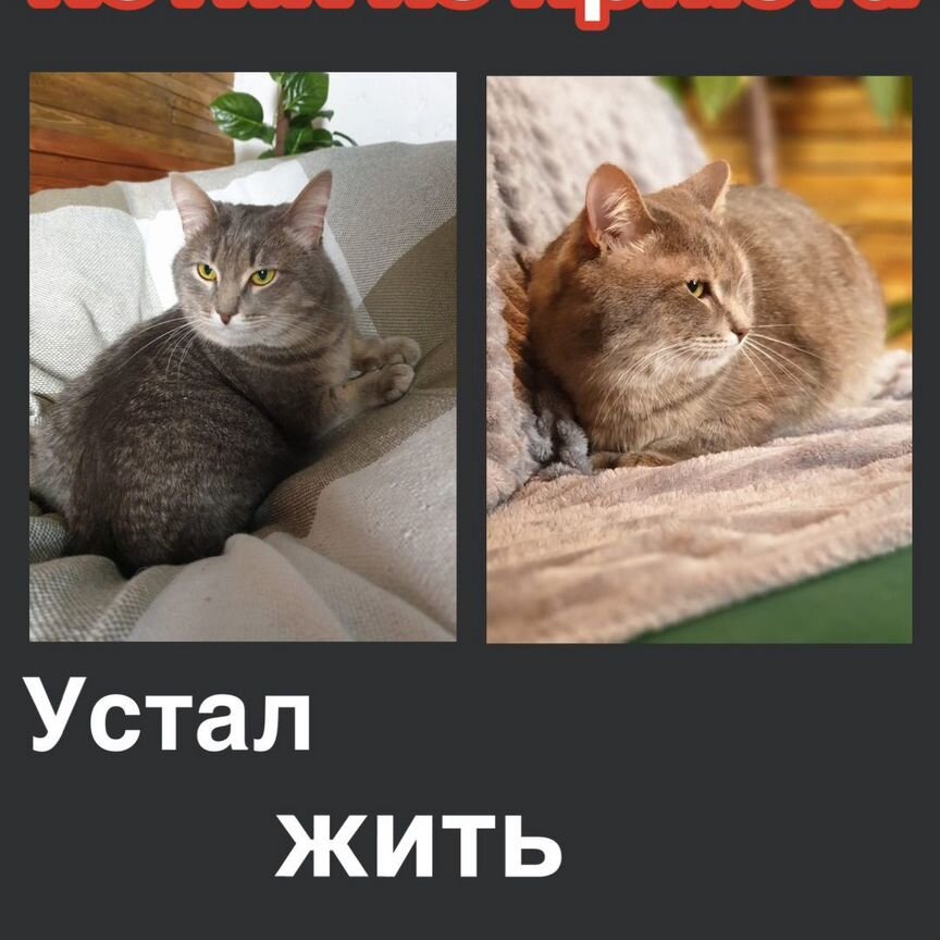 Роскошный кот