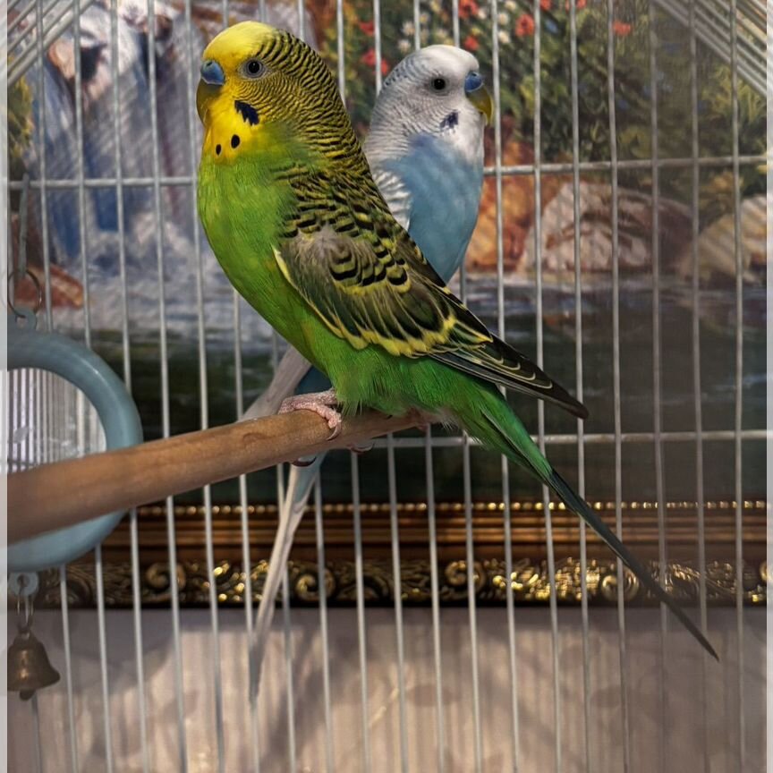 Волнистые попугаи с клеткой