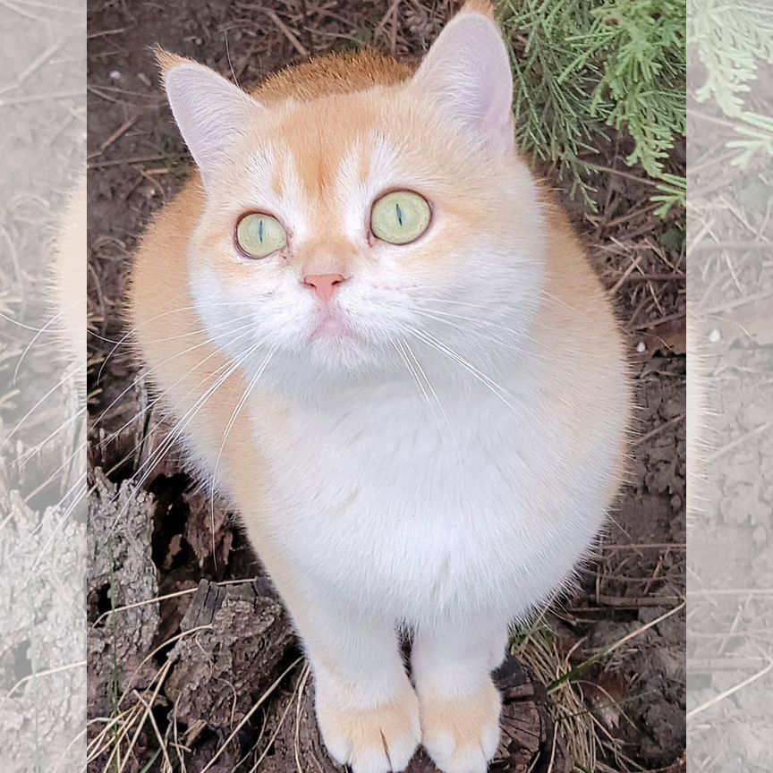 Шотландская прямоухая короткошёрстная, взрослая кошка