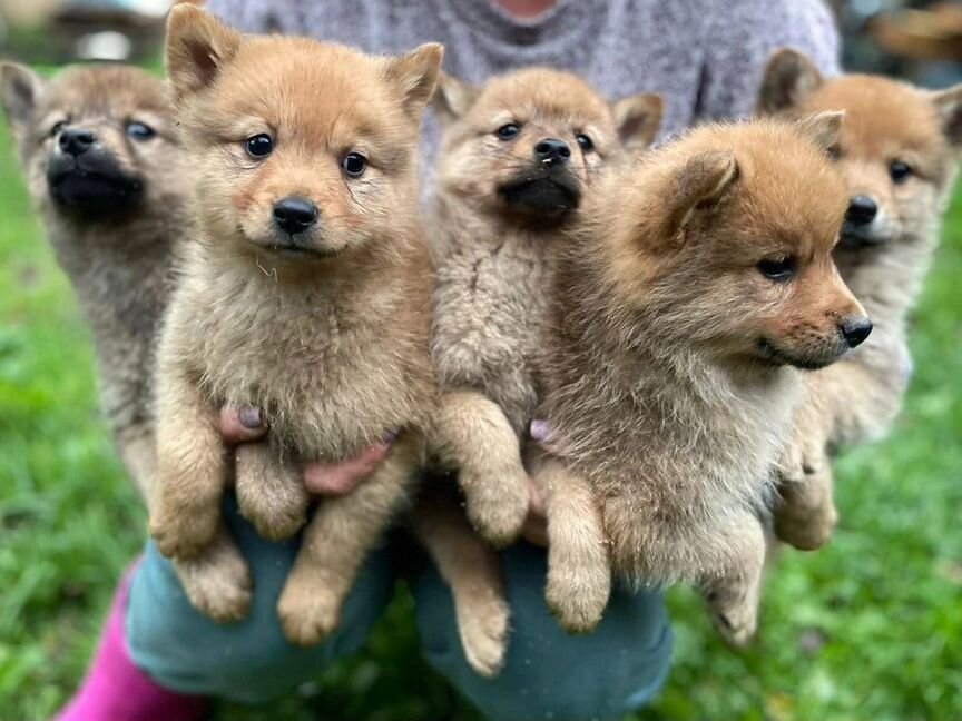 Карело-финская лайка/финский шпиц