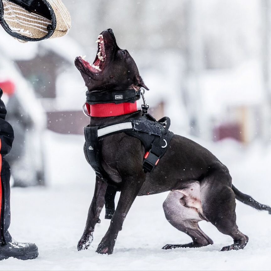 Шлейка ForDogTreiners для крупных и средних собак