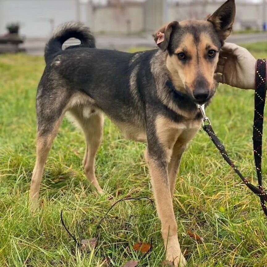 Немецкая овчарка, щенок