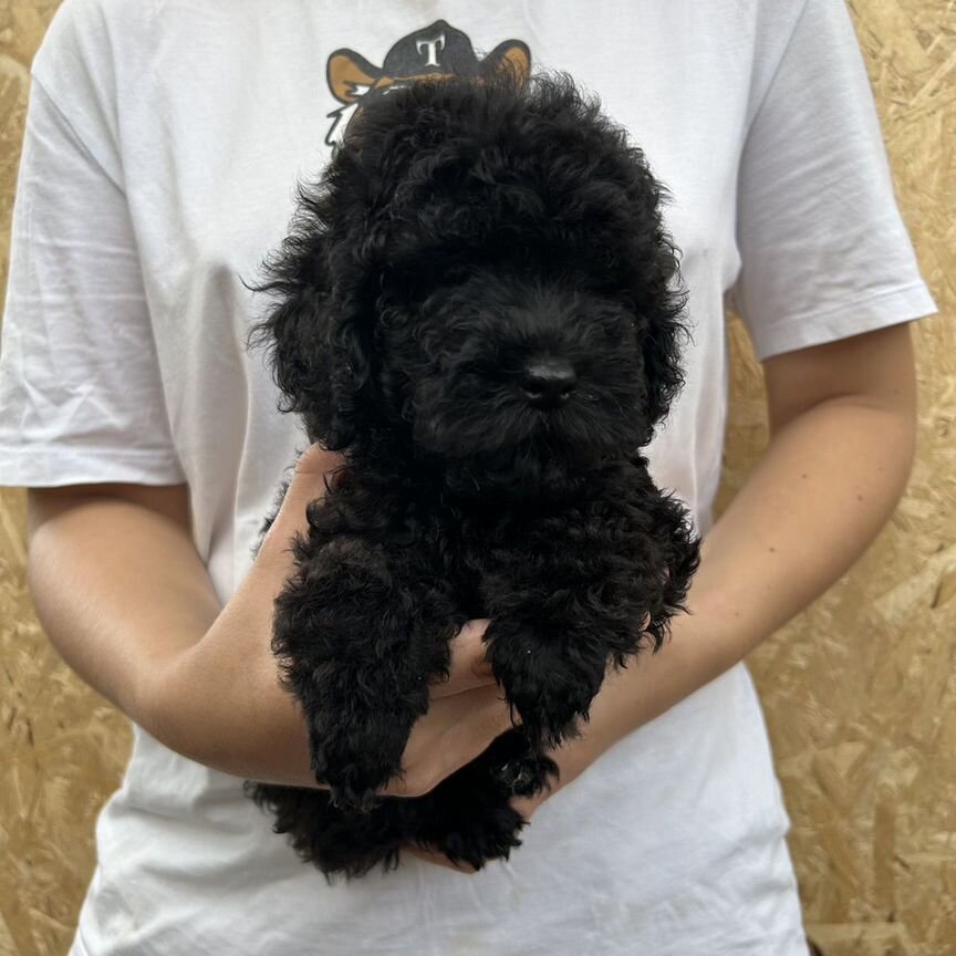 Щенки той пуделя