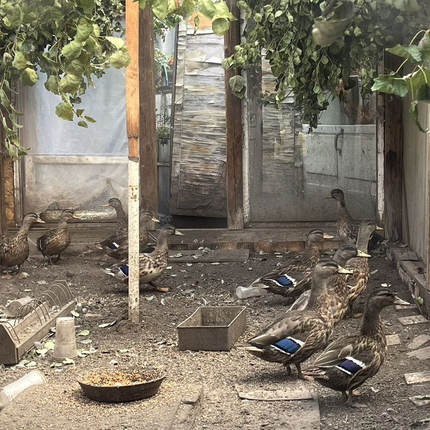 Подсадные утки