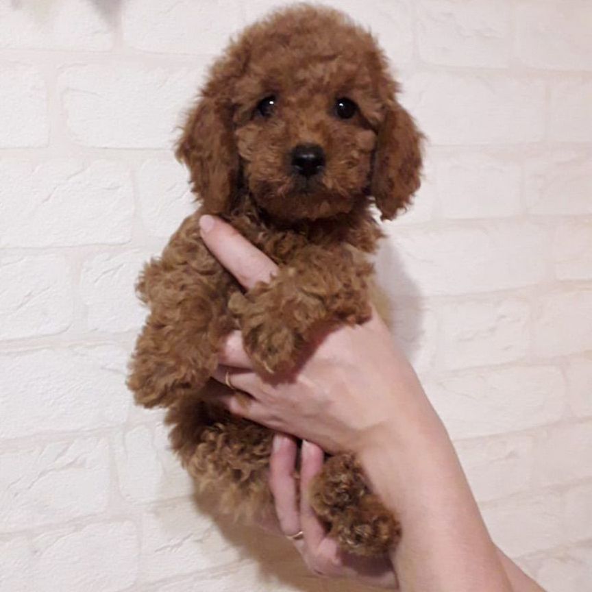 Карликовый пудель