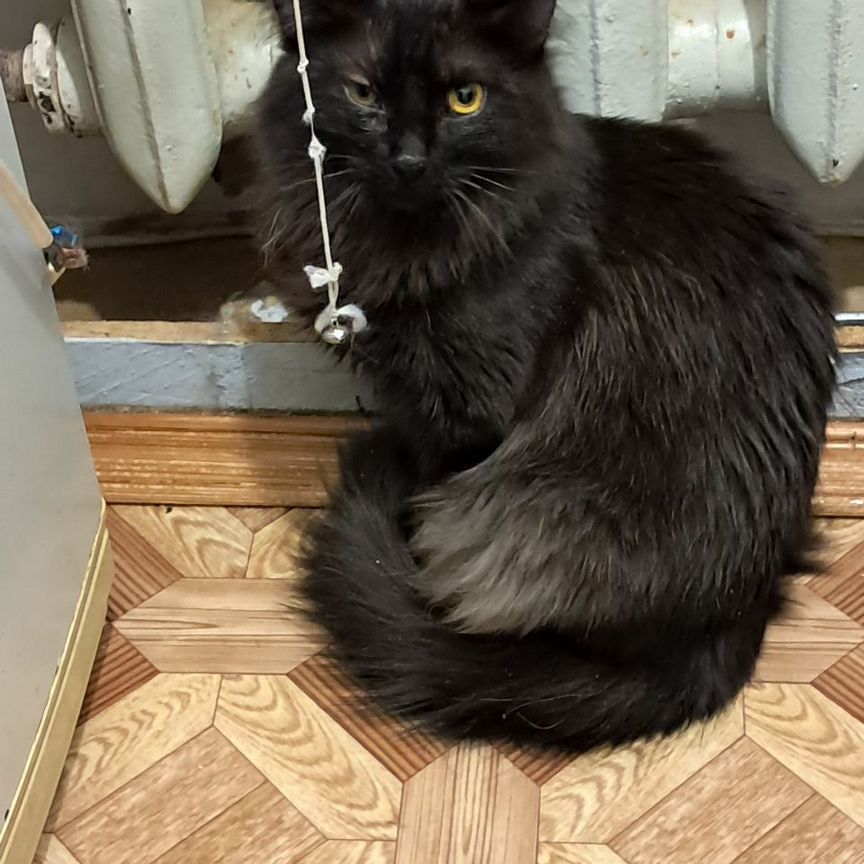 Котик 8 месяцев спасён со стройки с сестренкой