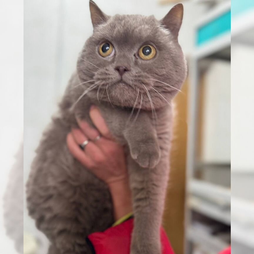 Британский короткошёрстный, взрослый кот