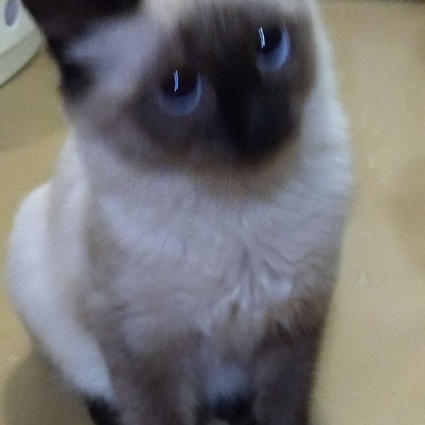 Котята в добрые руки приучены к лотку