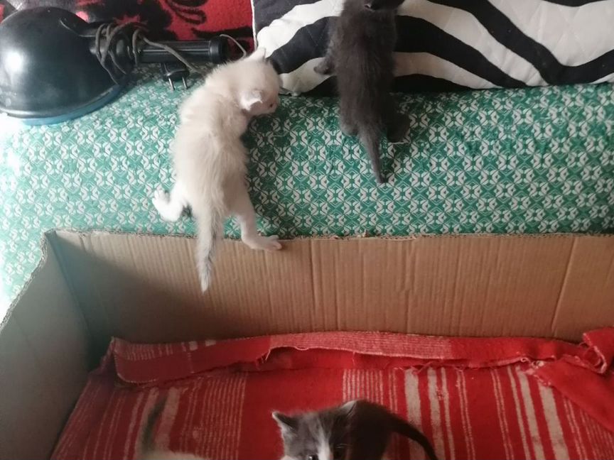 Котята в добрые руки