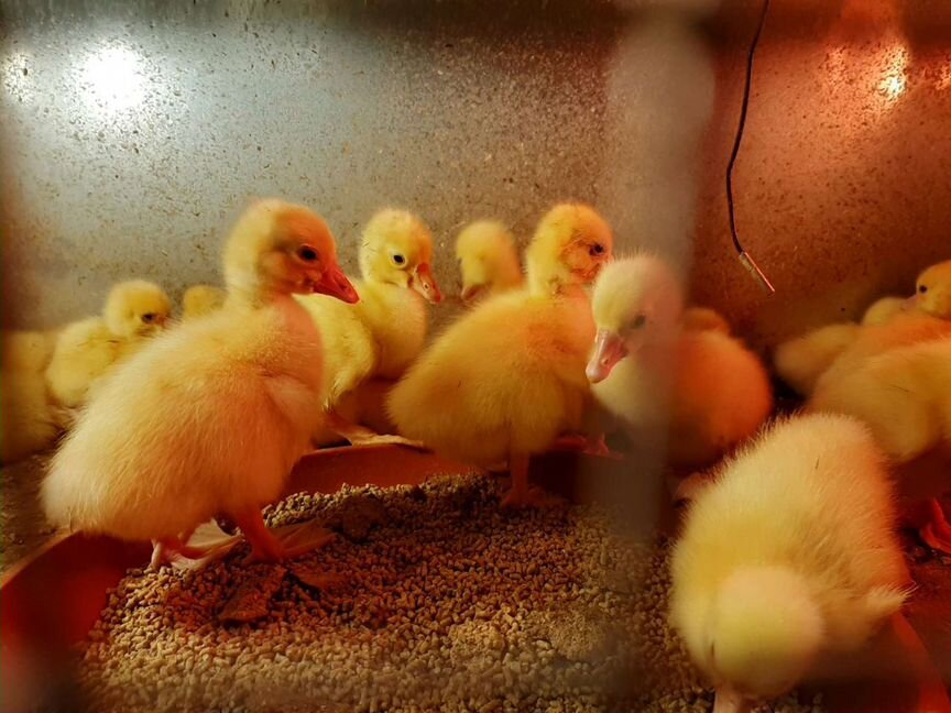 Гусята линда