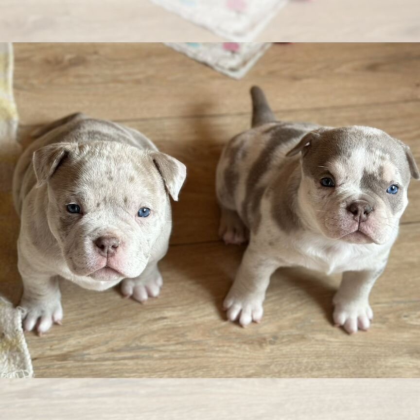 Американский булли, щенок