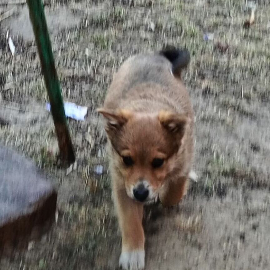 Щенок в добрые руки