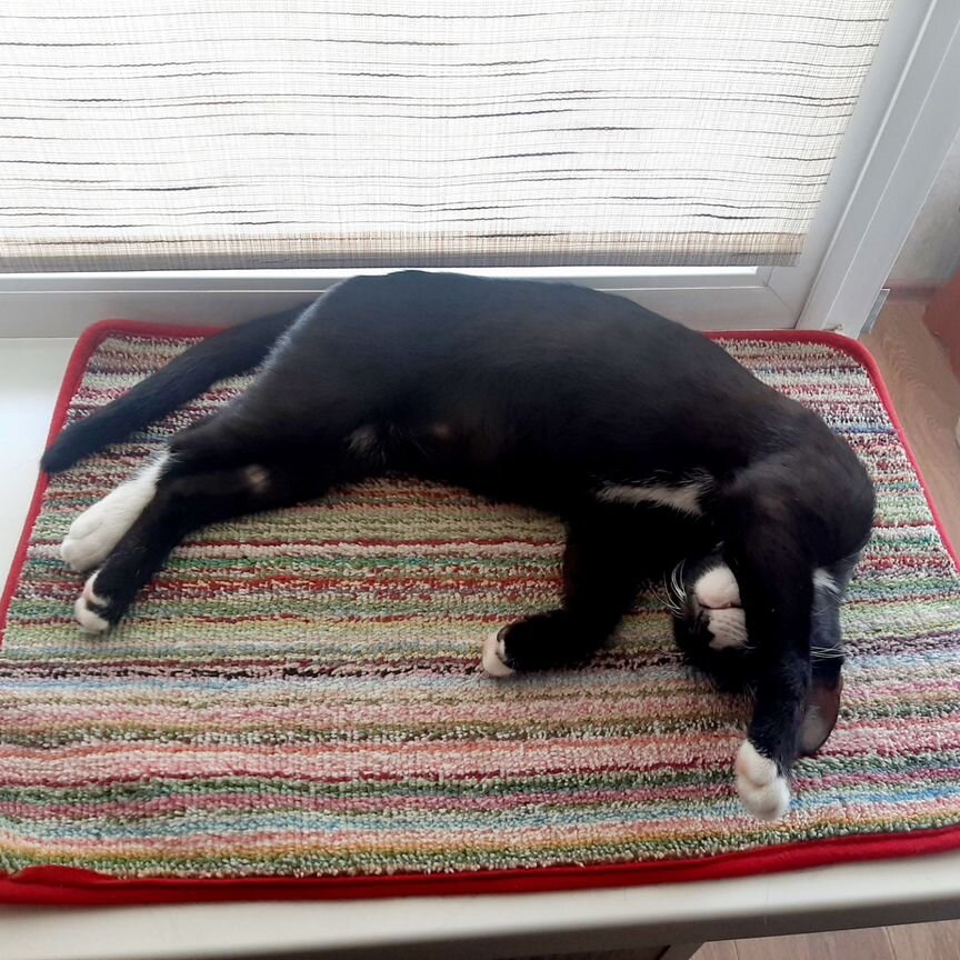Кот Филя обнимака