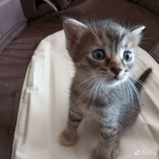 Милые котятки в хорошие руки