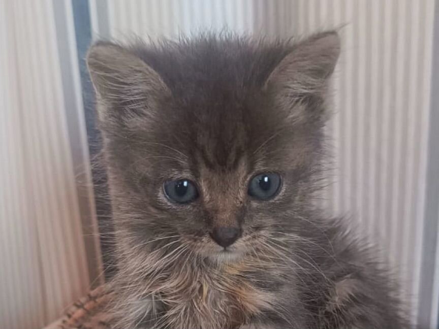 Пушистый серый котенок в добрые руки