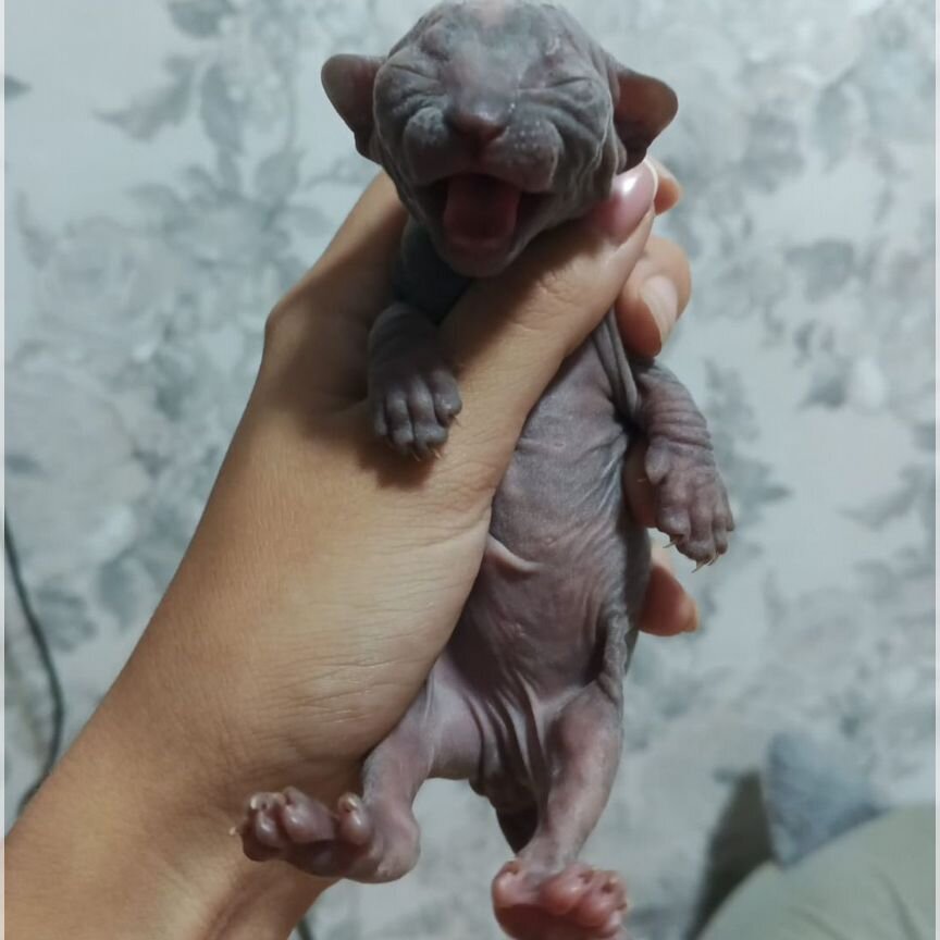 Канадский сфинкс котенок