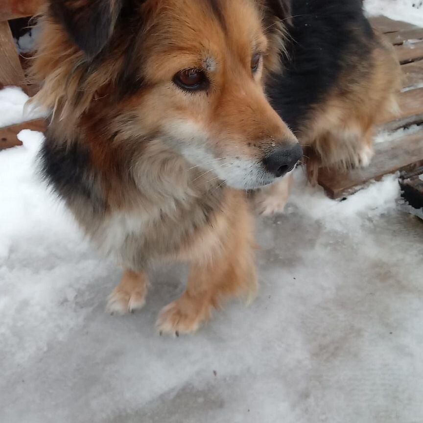 Собака в добрые руки отдам бесплатно