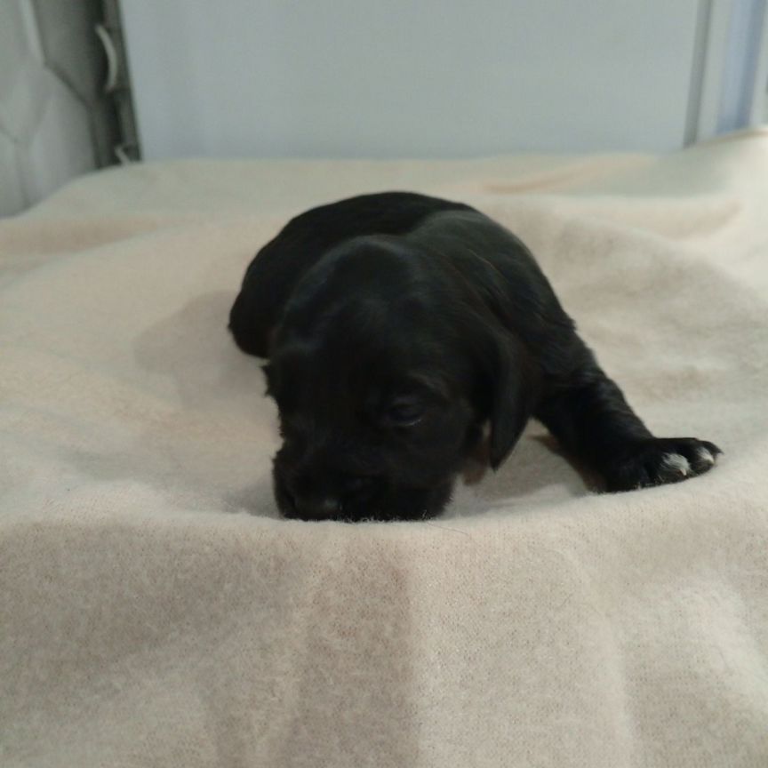 Щенки русской охотничьей спаниели