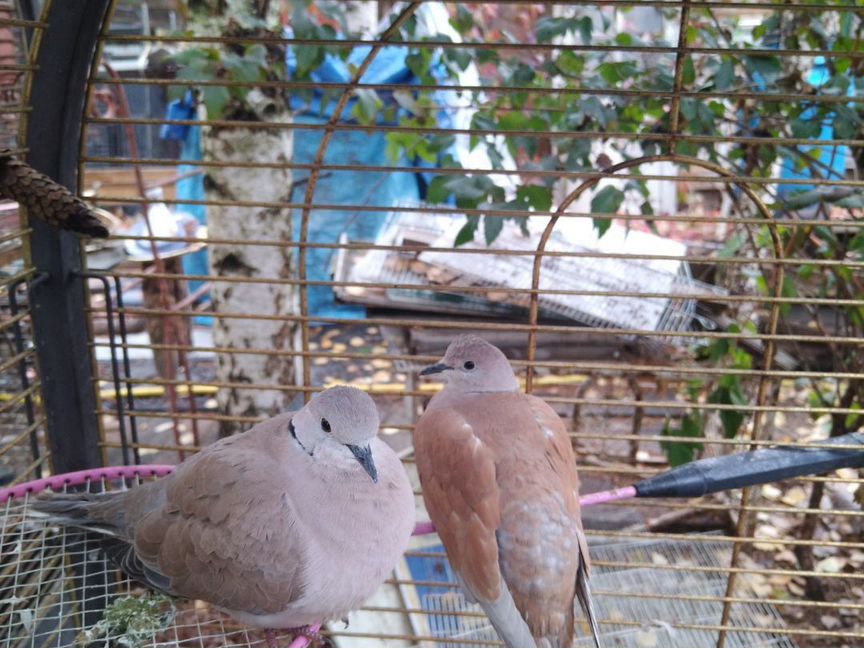 Бриллиантовая горлица