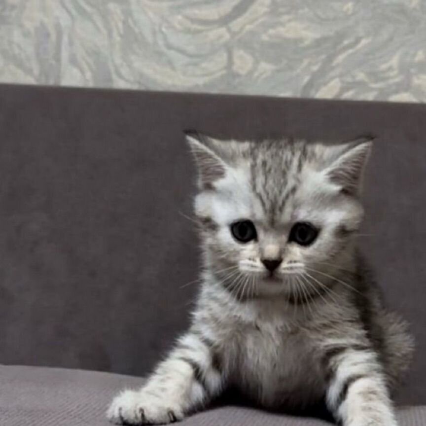 Шотландские котятки