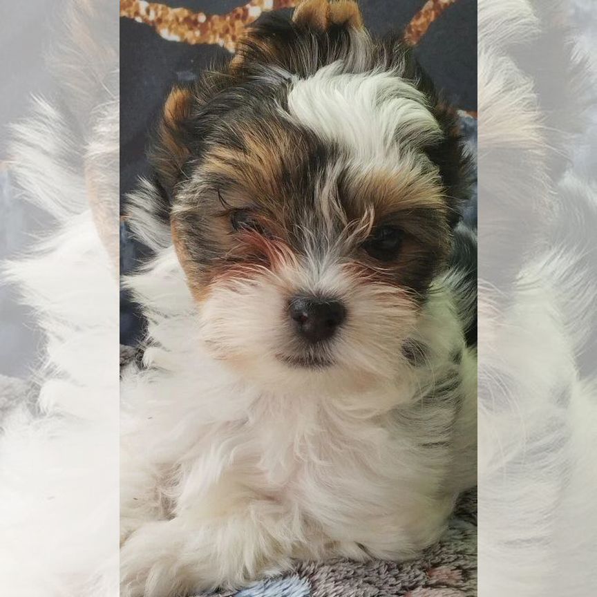 Бивер-йоркширский терьер, щенок