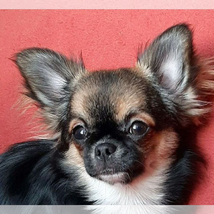 Чихуахуа, щенок